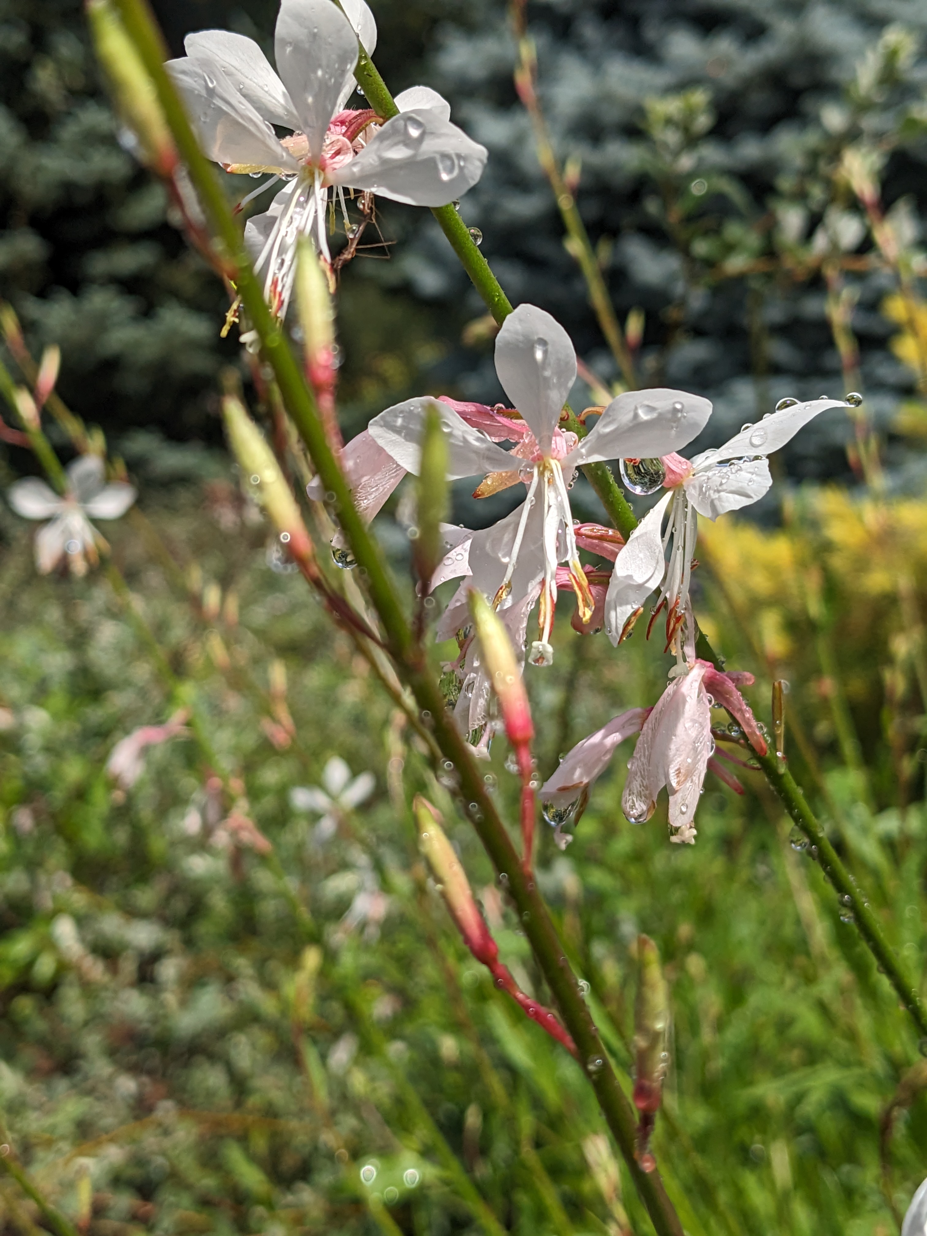 An Anne Letter – travelight94